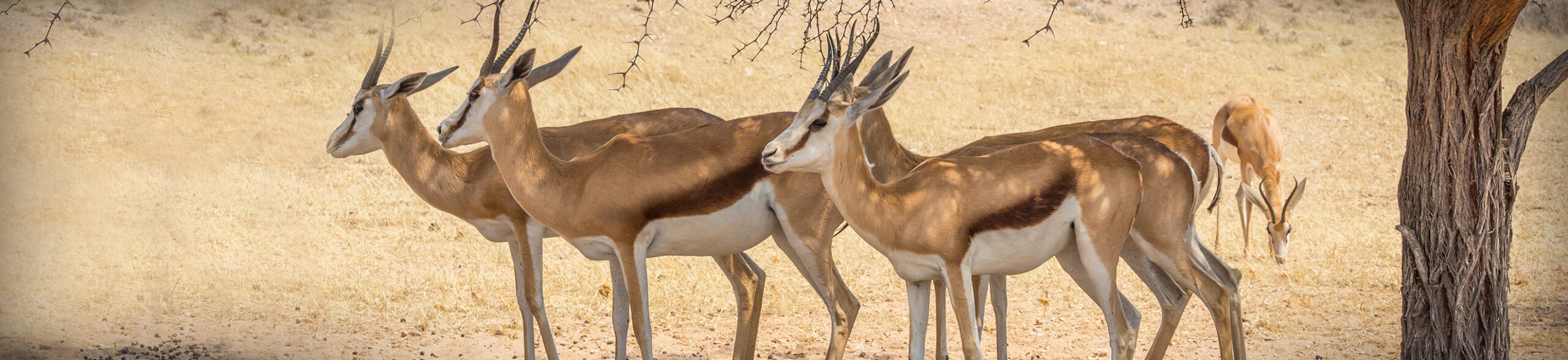 Springbok – Safari Judaica